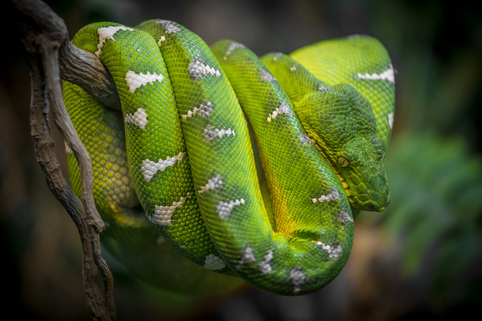 The most beautiful snake in the terrestrial paradise | Sirenissima